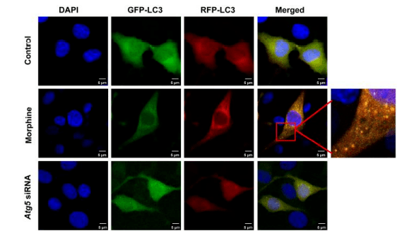 荧光标记硫酸鱼精蛋白 Protamine sulfate/荧光标记对虾过敏原蛋白_亮度_基因_检测