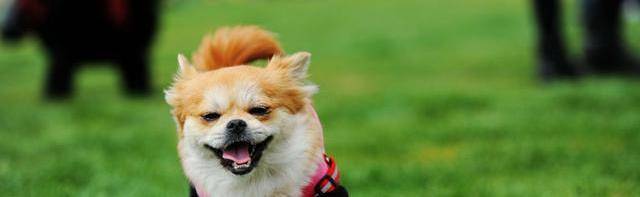 狗狗cpv是什么意思？_病毒_主人_体温