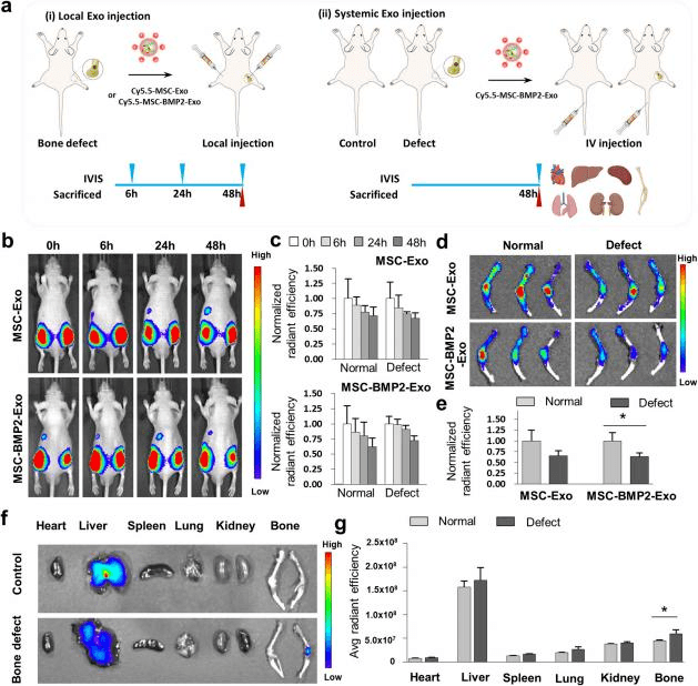 解读 | 工程化干细胞产生具有增强骨再生效果的外泌体：基因治疗的另一种策略_hMSCs_MSC-Exo_结果