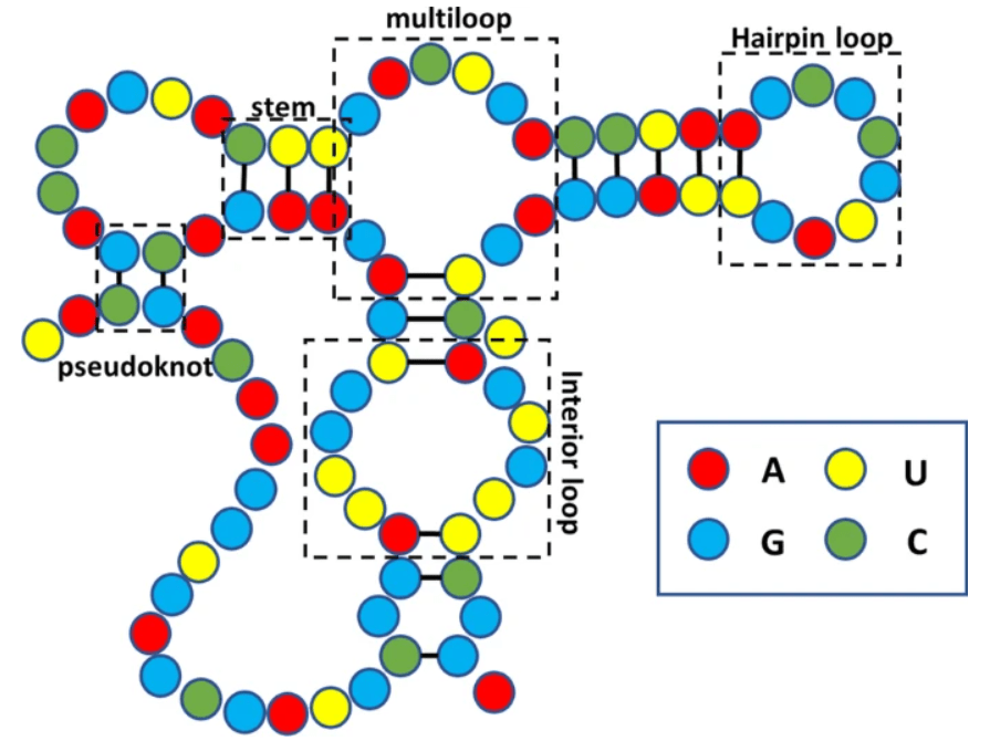 吉林大学团队基于迁移学习开发 RNA 二级结构端到端预测方法_实验_细胞_三级