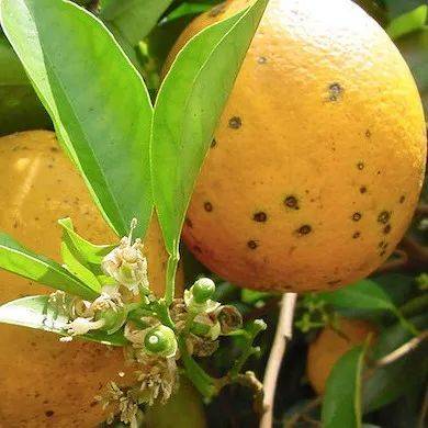 APHIS extends citrus black spot quarantine area in Florida_The_Glades ...