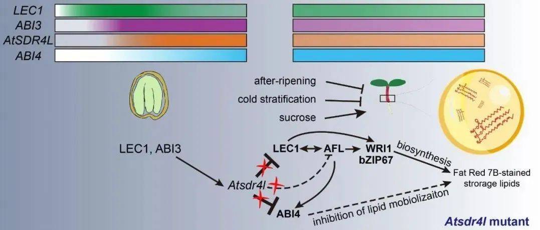 JIPB | 中国农大巩志忠团队和英属哥伦比亚大学宋亮课题组合作研究揭示拟南芥转录共抑制子AtSDR4L在幼苗发育中的作用_Atsdr_基因_种子
