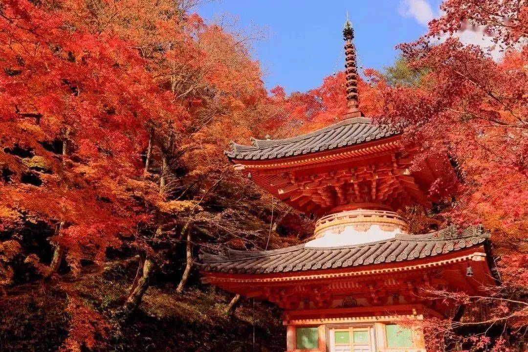 久违了红叶季！这个秋天，去日本“追枫”吧~_枫叶_赏枫_胜地