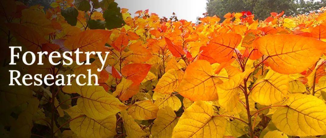 基于RGB颜色模式解析杨树金叶新品种成色机理_研究_期刊_叶片