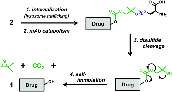 偶联新模式！PROTAC+ADC＝DAC(定向降解抗体偶联物)_mAb_接头_负载