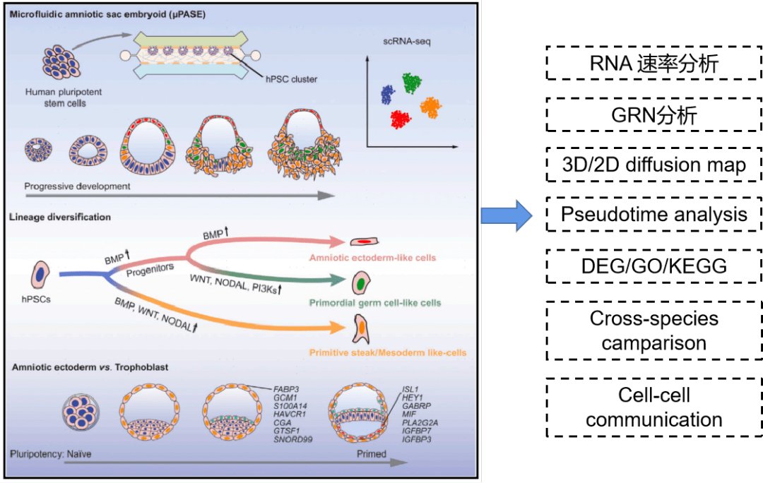 单细胞测序技术绘制人类早期发育谱系的多样化路径_研究_羊膜_胚胎