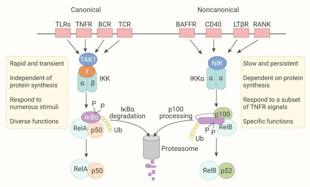 信号通路是什么鬼？先给你们讲讲 NF-κB 信号通路……_经典_RelA_蛋白