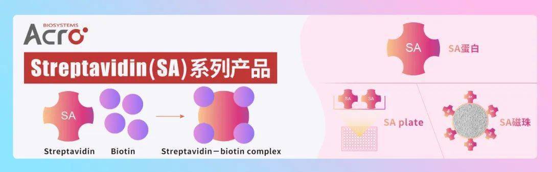 Streptavidin全系列产品：蛋白、包被板、磁珠应有尽有_检测_Clear_-Well
