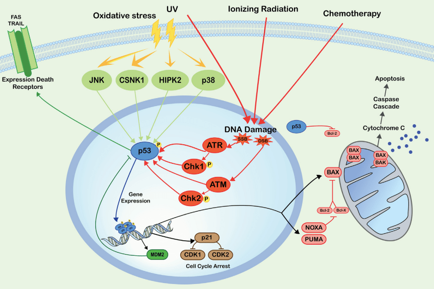 EGFR 阳性 NSCLC 患者合并 TP53 突变靶向治疗效果不佳，原因是什么？出路在哪里？_研究_奥希_vs