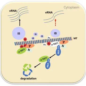 陈明周教授课题组在宿主蛋白调节HPIV3复制的机制研究方面取得新进展_复合物_病毒学_重点