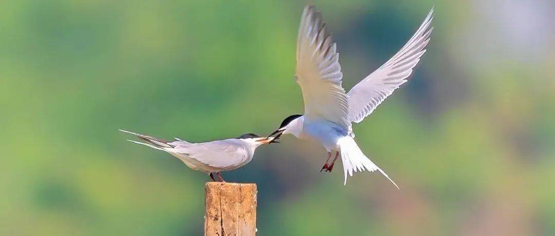 郑州这个地方，成了鸟儿的天堂！_黄河_湿地_生态
