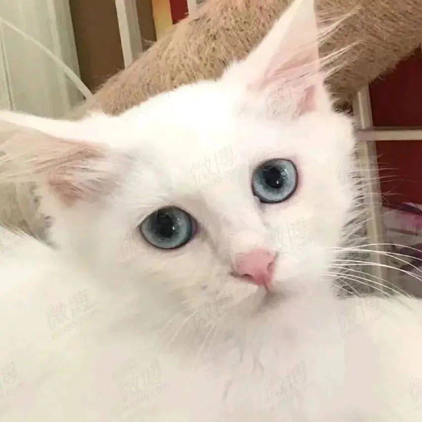 【猫咪领养】纯白猫弟弟寻领养弟弟猫咪