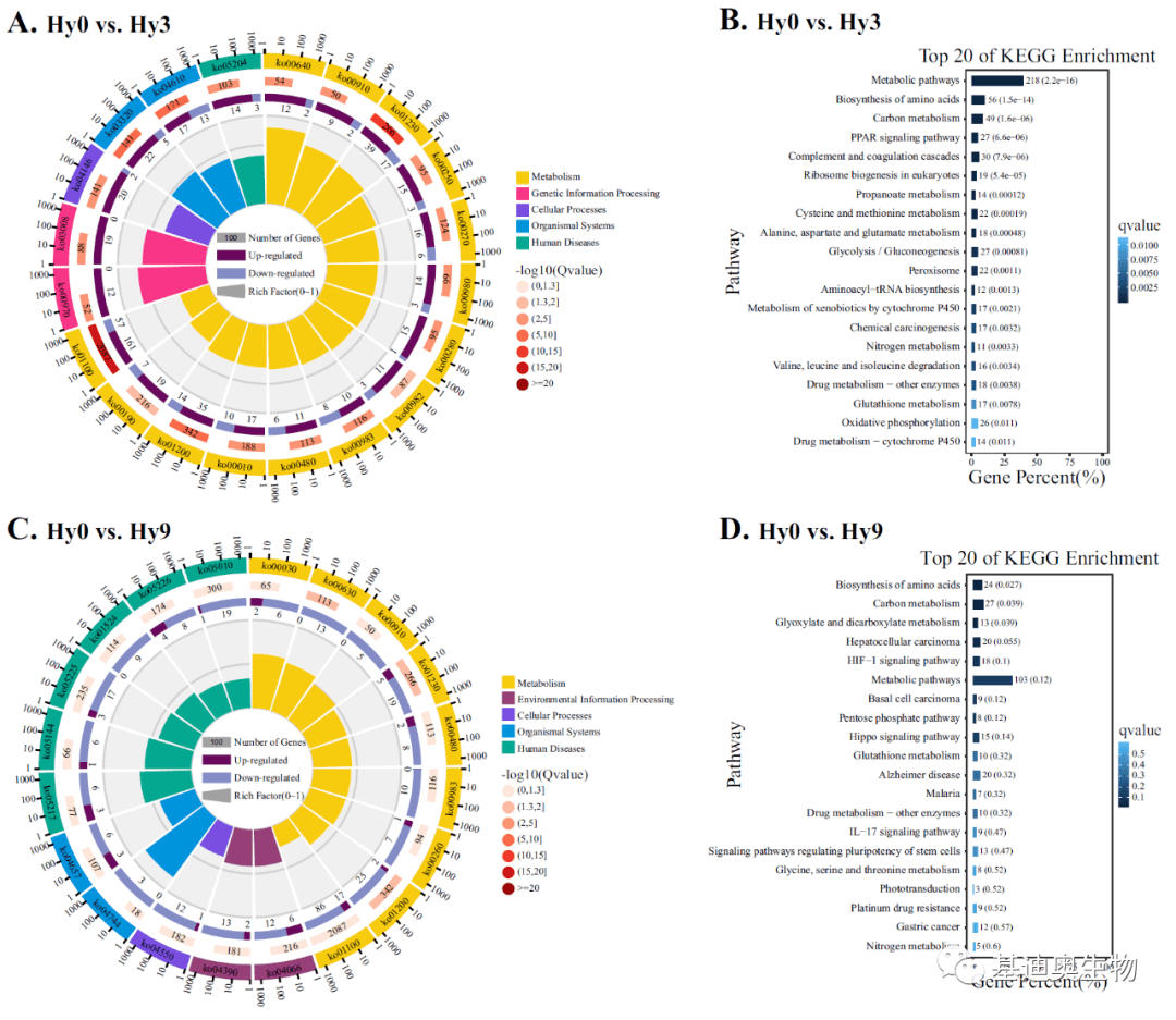 转录组全套分析范例文章来一篇_富集_进行_研究