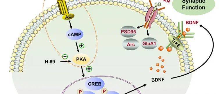 中药单体-2区-if6.3+:安徽中医药大学揭示仙茅苷挽救创伤后应激障碍引起的海马突触缺陷机制_研究_影响_信号