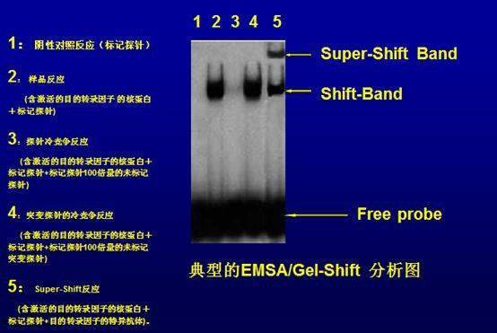 一文搞定凝胶迁移实验（EMSA）_探针_标记_反应