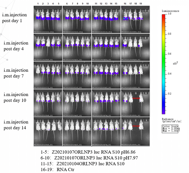 启辰生生物基于mRNA-TAA的DC细胞疗法IND获得受理_疫苗_抗原_治疗