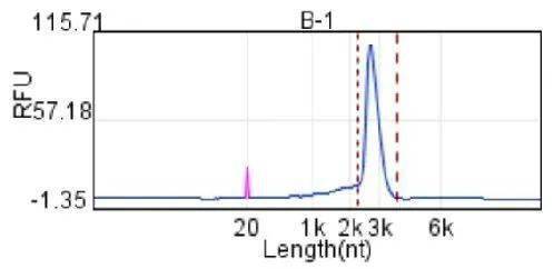 “双示踪神器"！Fluc-eGFP mRNA，加速助推核酸药物开发与递送！_检测_疫苗_生物