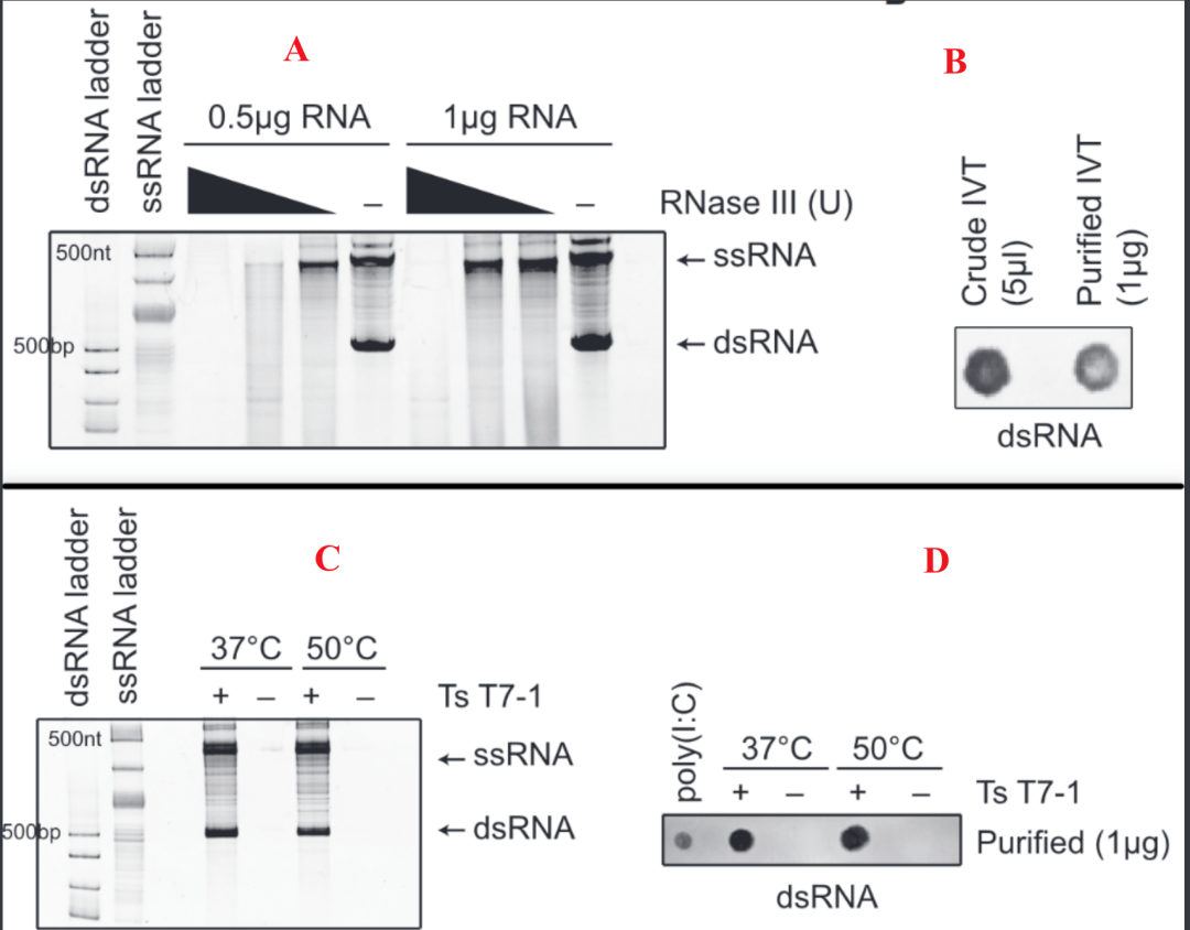 釜底抽薪|从根源上抑制IVT反应中两种不同来源的dsRNA_off_产物_Run