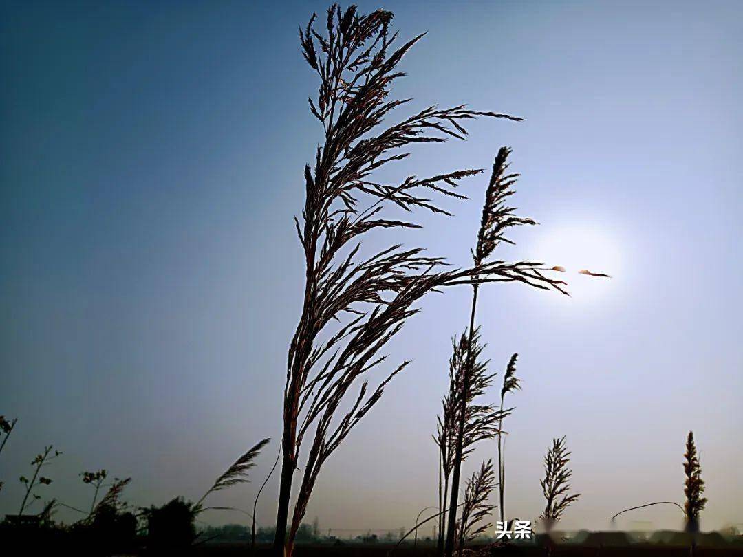 随笔:心平能愈三千疾(三章)岁月日子从容