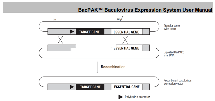 详解昆虫杆状病毒表达系统_重组_BacPAK_基因