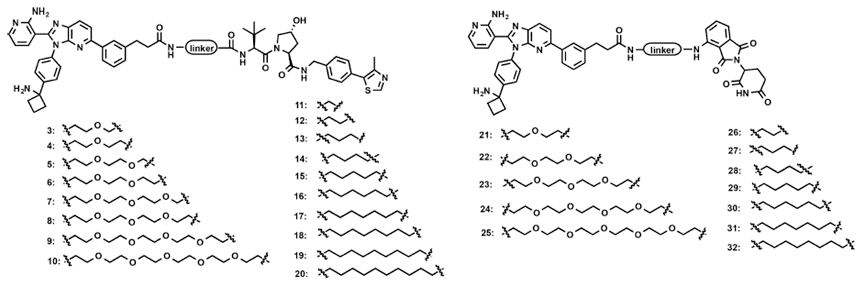 金坚团队：首个靶向AKT变构位点的PROTAC_开发_蛋白_细胞