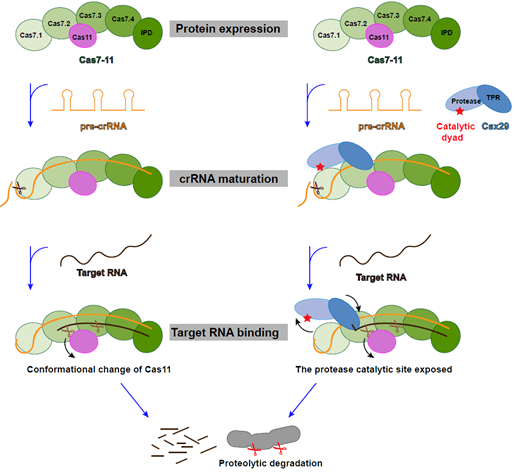 Nature Microbiology |天津医科大学张恒和武汉病毒研究所邓增钦团队合作解析细菌新型抗病毒系统工作机制_CRISPR-Cas ...