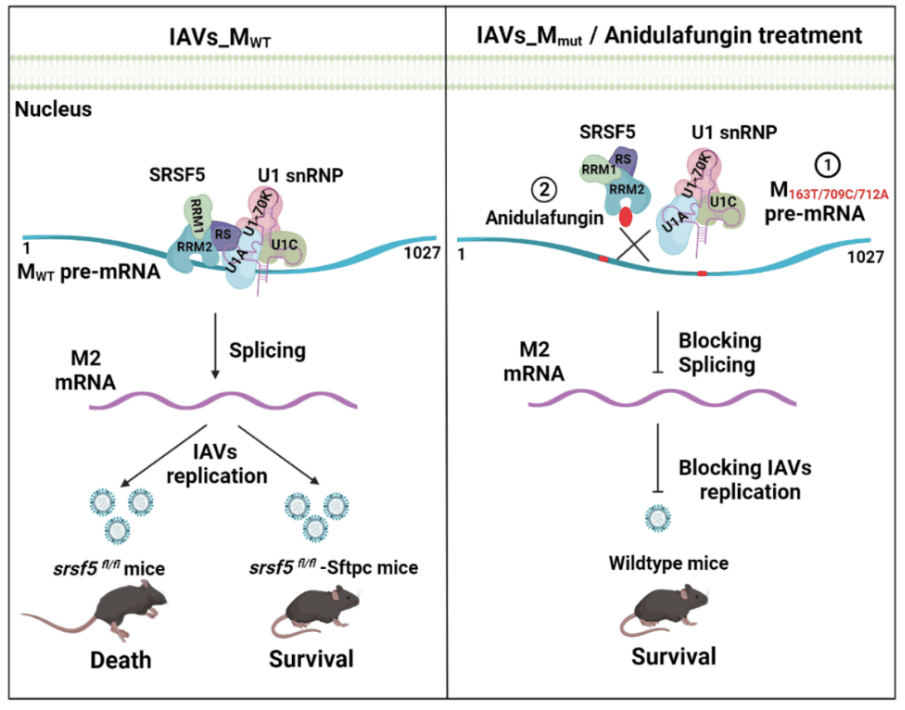Adv Sci丨刘金华教授团队解析流感病毒可变剪接机制：宿主靶向的抗病毒新策略_基因_蛋白_调控