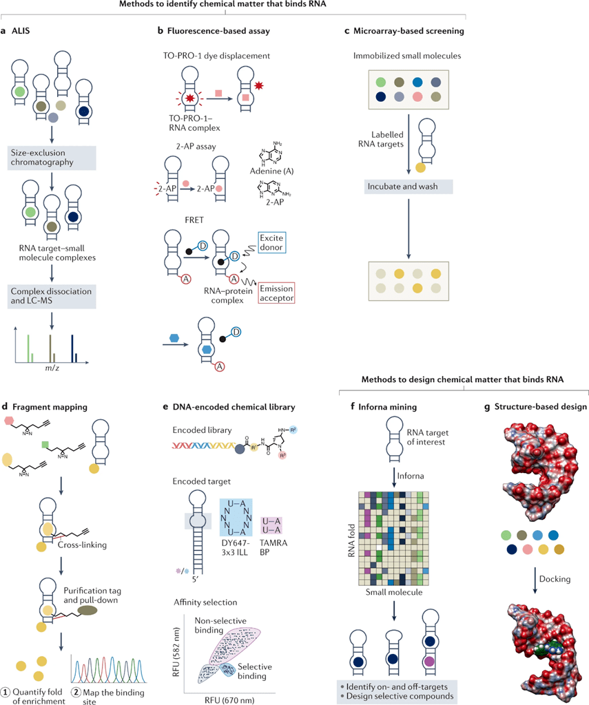 Nature Review | 靶向RNA小分子的研发策略、优化、十年展望_结构_化合物_方法