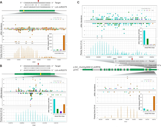 华南农业大学园艺学院夏瑞课题组通过大规模PHAS分析发现生殖phasiRNAs的异常产生模式_-nt_植物_miR