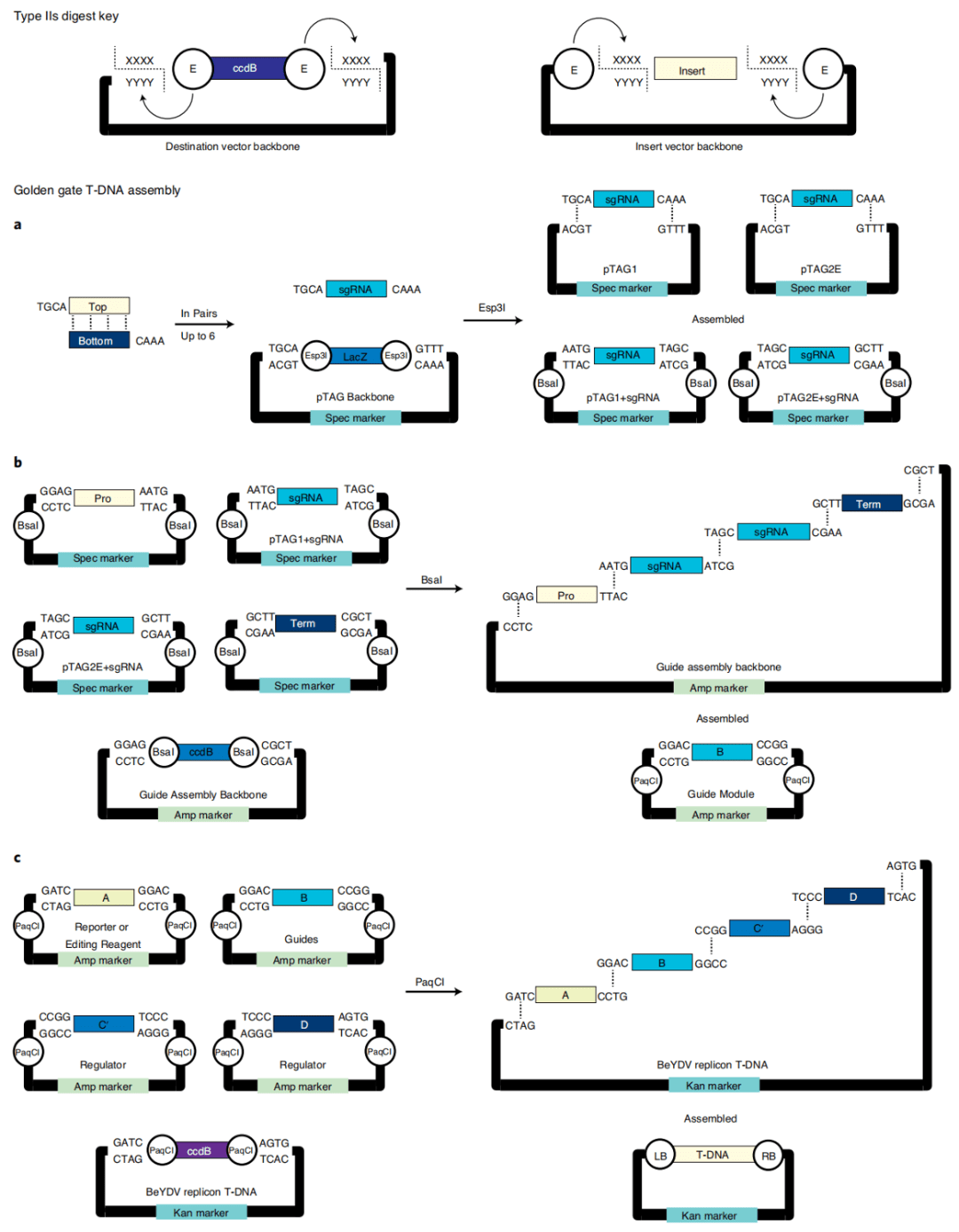 Nature Protocols | 本生烟草的直接递送和快速处理的农杆菌共培养转化方法_植物_基因_Fast-TrACC