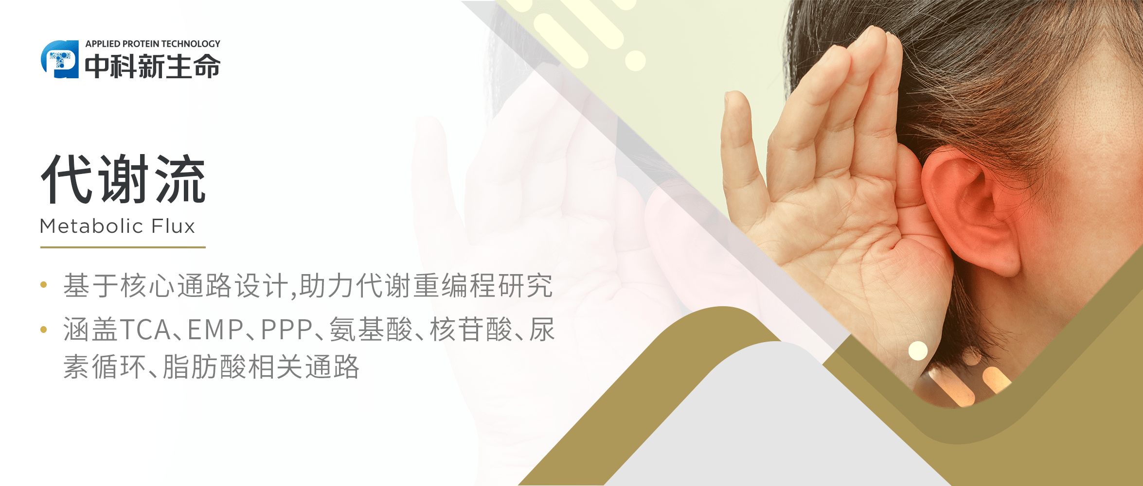 上海交通大学医学院附属新华医院杨军教授团队利用代谢流揭示老年性耳聋新机制_处理_研究_膳食