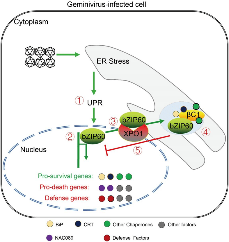 中国农科院周雪平团队研究揭示双生病毒卫星蛋白调控UPR促进病毒侵染_NbbZIP_植物_细胞