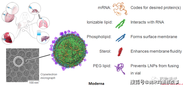 脂质体和脂质纳米粒的差别及其形成机制_siRNA-LNP_结构_核酸