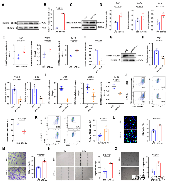 CUT&Tag技术：研究组蛋白乳酸化修饰调控心肌梗死后修复机制_基因_循环_心脏