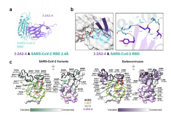 清华团队重磅发布，发现抗体对新冠变异株XBB有效！如何防范XBB？疾控中心发声！_研究_纳米_能力