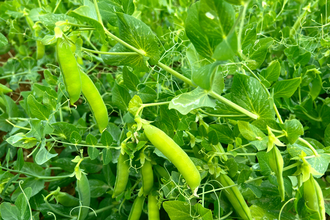 乡村振兴 | 同德镇：万亩鲜甜豌豆敲响致富之门_种植_双河村_值班