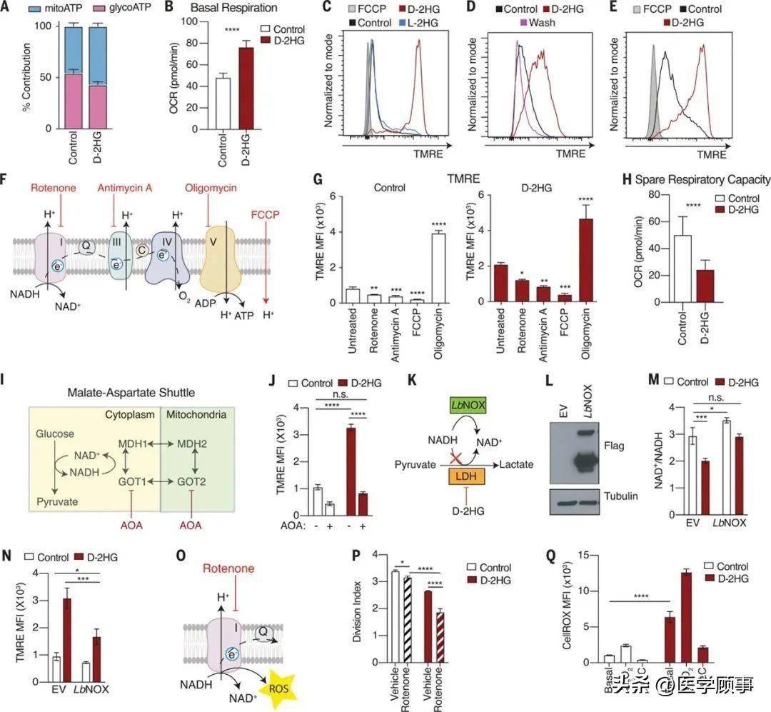Science | 致癌代谢物D-2HG通过改变T细胞代谢损害CD8+ T 细胞功能_研究_影响_肿瘤