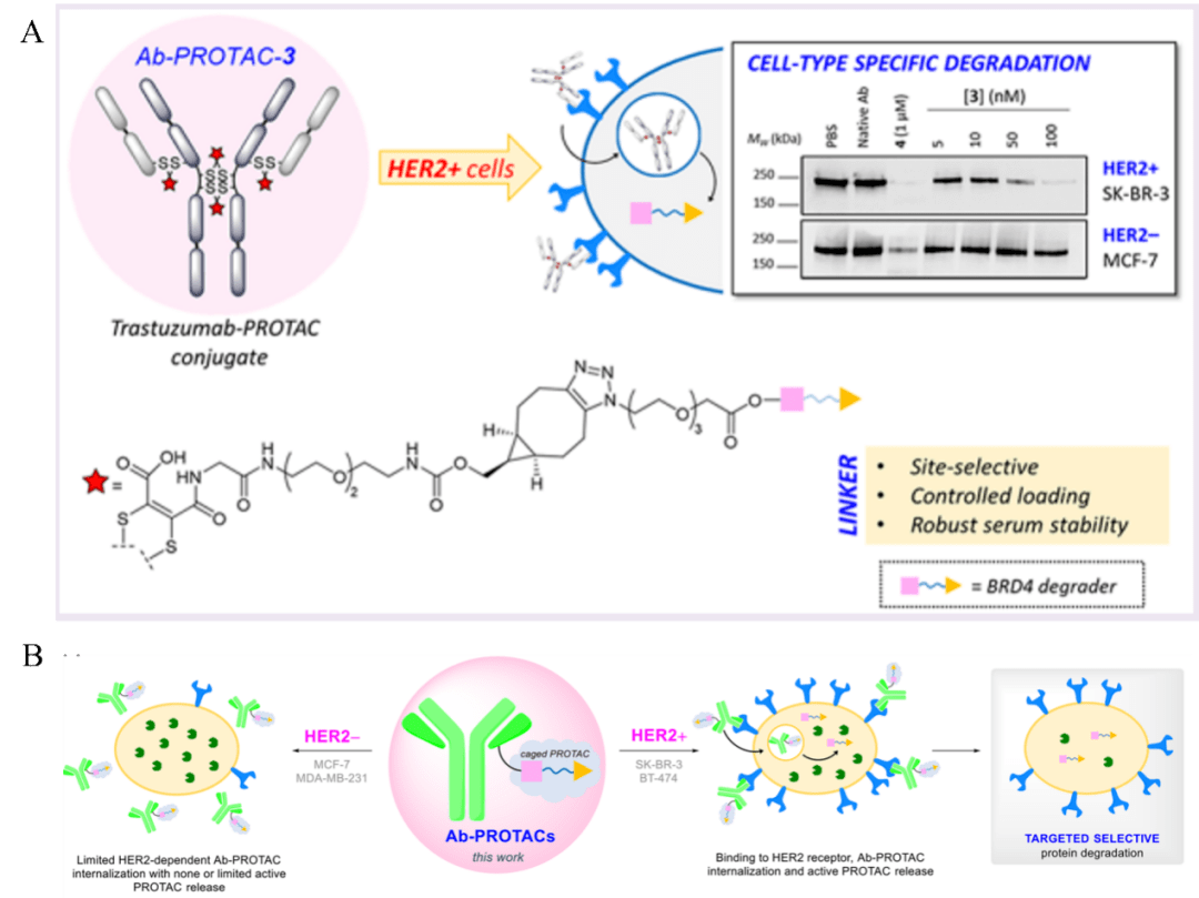 蛋白水解靶向嵌合体（PROTACs）的药物递送和配方_细胞_化学元素_阻断