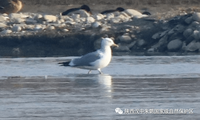 3只！汉中首次发现→_鸟类_Larus_自然保护区