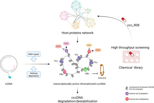 清除cccDNA以治愈乙型肝炎病毒感染_rcDNA_研究_治疗