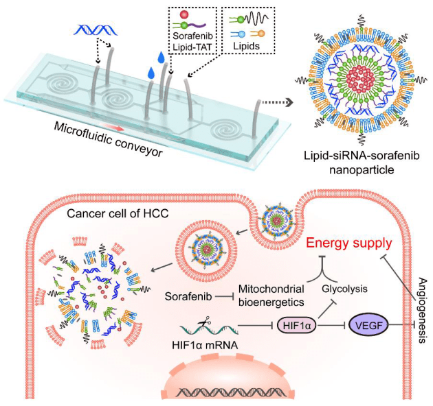 AM（IF=32）| 南方科技大学蒋兴宇团队组装脂质/siRNA/索拉非尼纳米粒，实现协同治疗肝细胞癌_颗粒