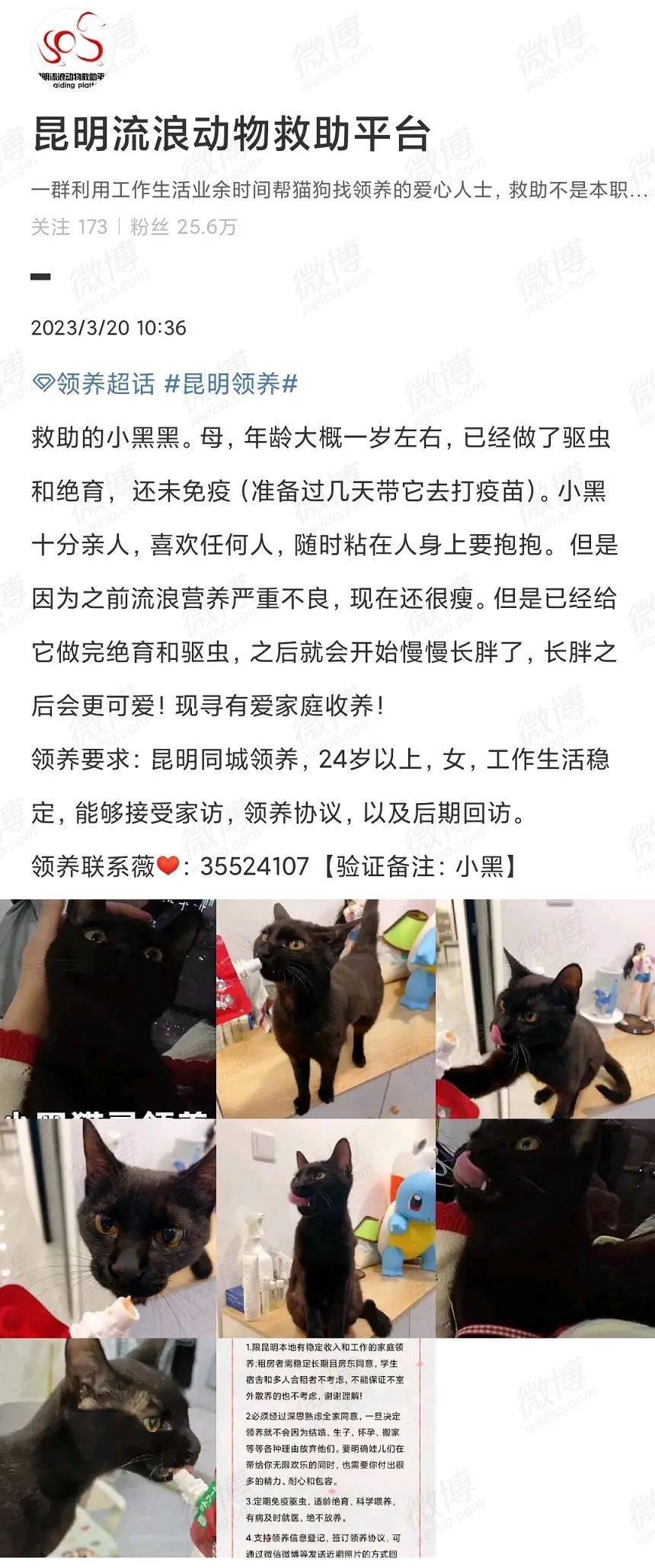 【猫咪领养】亲人小黑猫妹妹寻领养