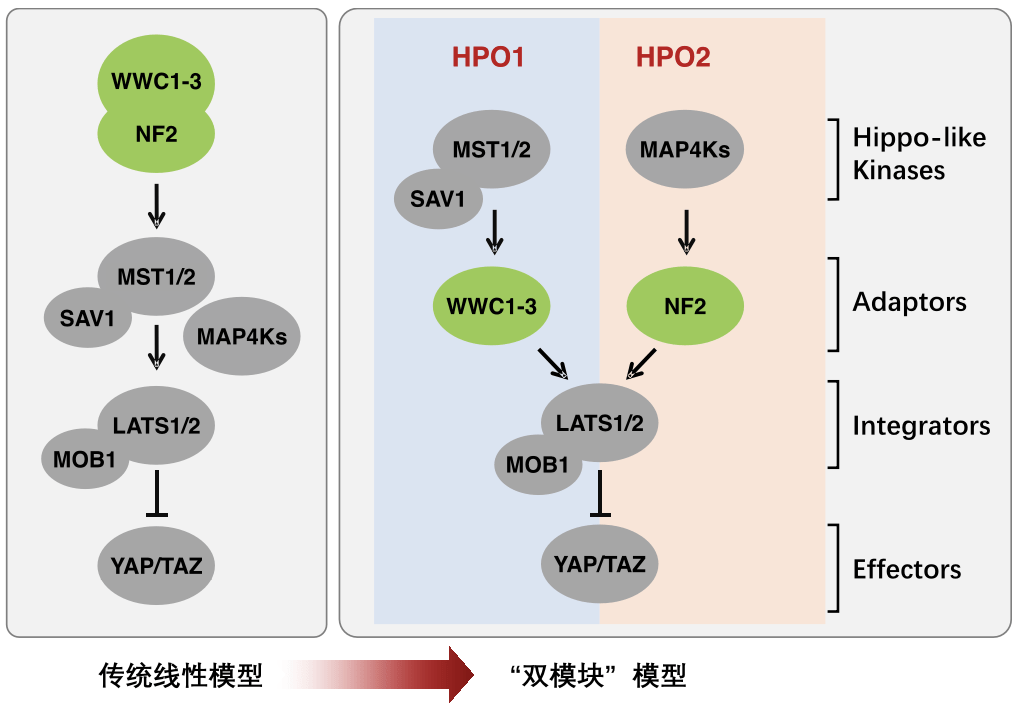 EMBO J | 余发星团队提出Hippo通路双模块（HPO1/2）信号转导模型_研究_蛋白_肝脏