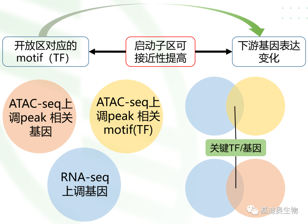scRNA-seq和scATAC-seq关联的数据分析思路_调控_基因_细胞