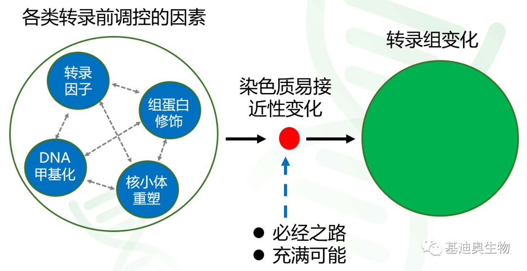 scRNA-seq和scATAC-seq关联的数据分析思路_调控_基因_细胞