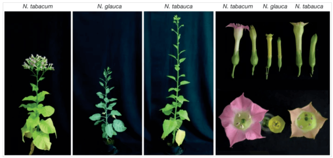 科普 | Ralph Bock：叶绿体生物学与植物生物技术_研究_基因组_分子