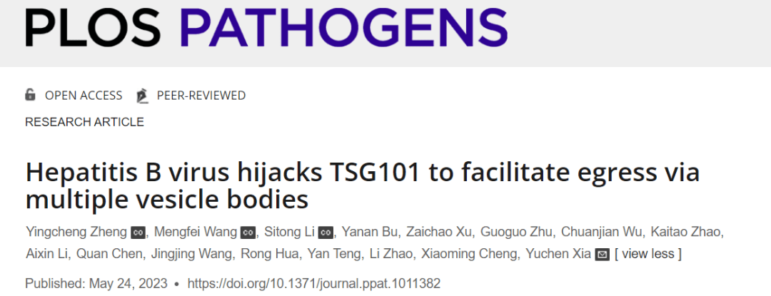 PLOS Pathogens|夏宇尘课题组揭示乙肝病毒通过多泡体出胞的分子机制_研究_病毒学_过程