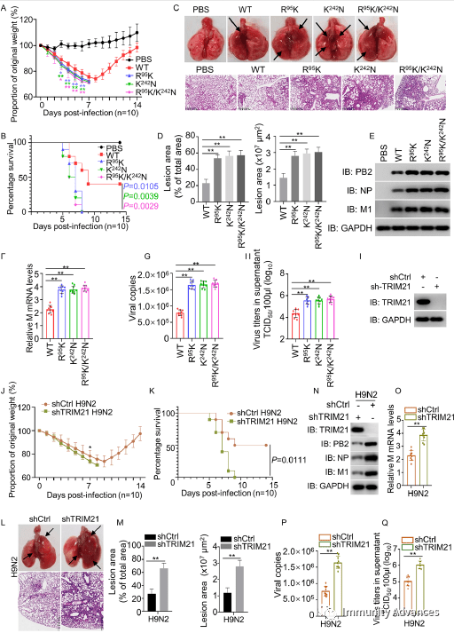 PLOS PATHOG | 浙江大学周继勇课题组揭示TRIM21通过泛素化依赖性降解M1限制甲型流感病毒复制_蛋白_病毒科_细胞