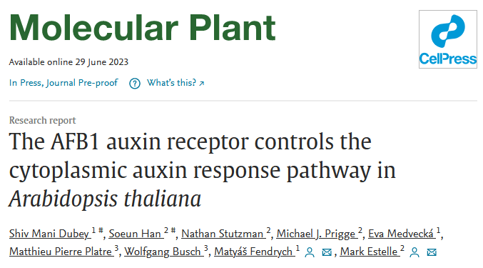 Mol Plant | 加州大学Mark Estelle团队与合作者发现Auxin受体蛋白AFB1控制细胞质内生长素响应的途径_研究