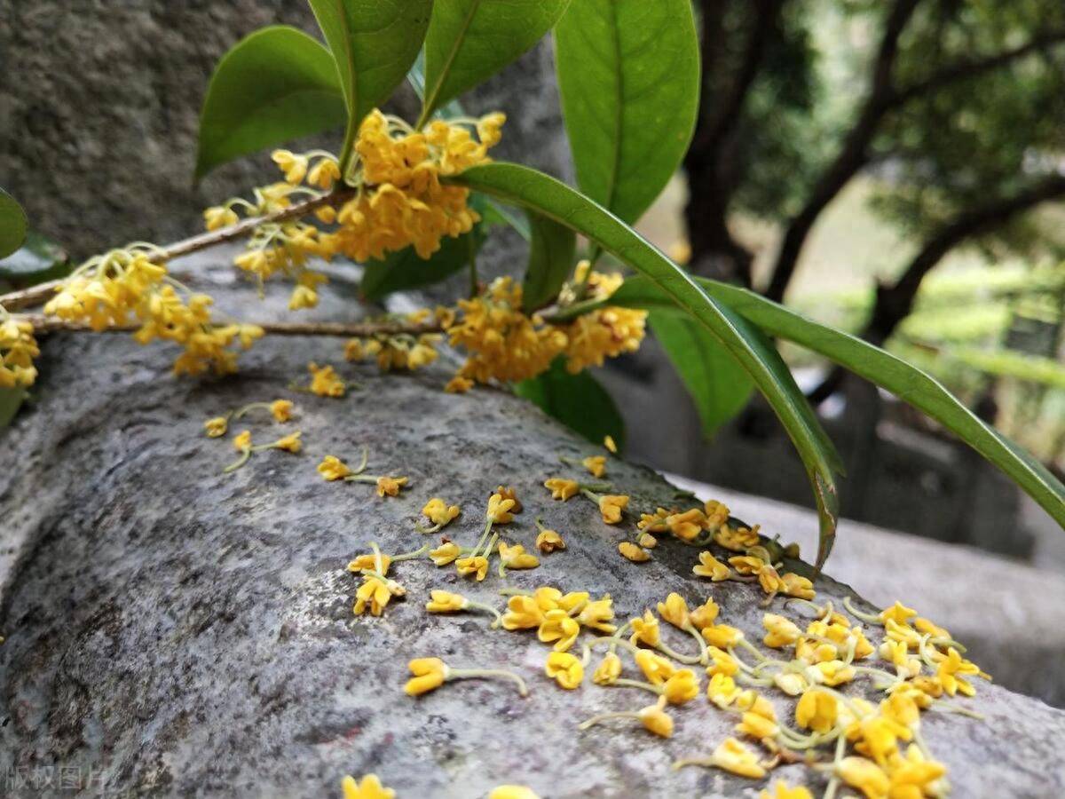 桂林进入“桂花季” 闻香赏花正当时_公园_道路_林园